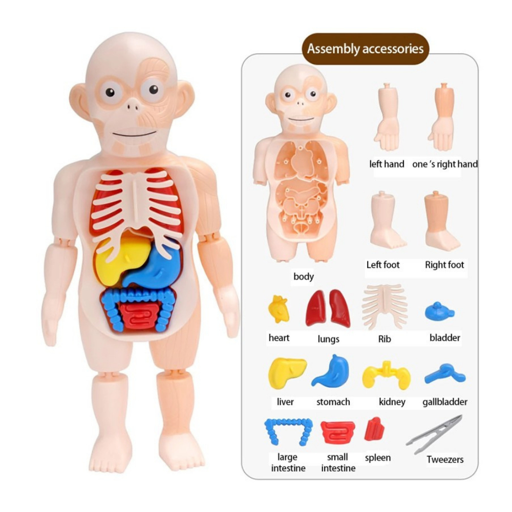 Jual 【MTG.KIDS】Mainan Anak Human Body Model Edukasi Organ Tubuh Manusia ...