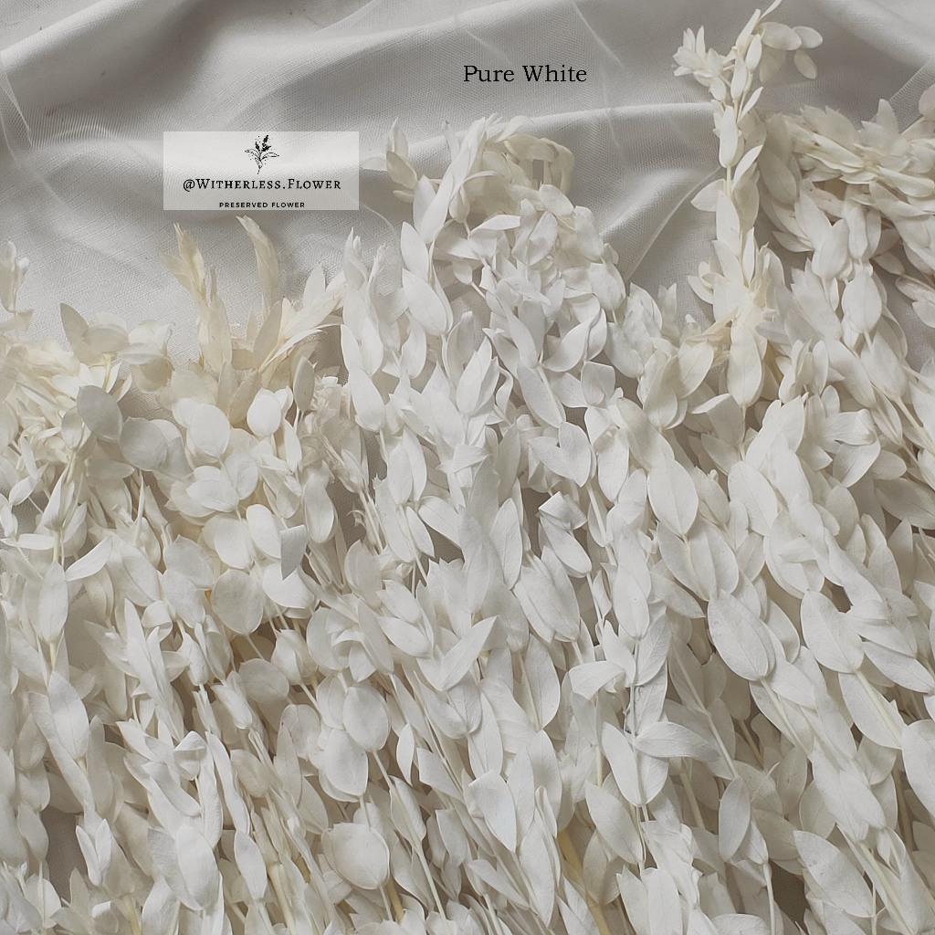 Jual 50 gr Preserved Eucalyptus Parvifolia / Dried Flower Awetan ...