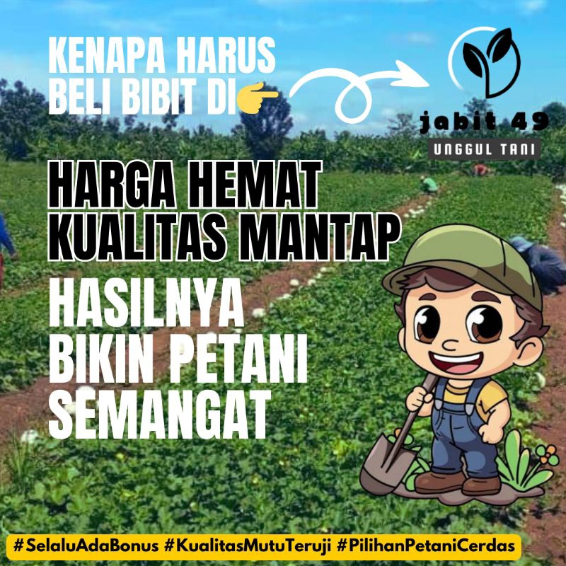 Jual JaBit - 500 Biji Benih Unggul Timun Suri Kuning Lokal Bibit Unggul ...