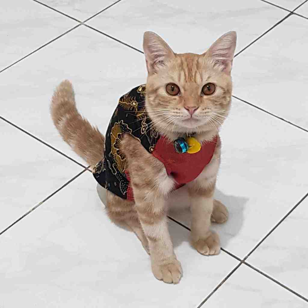 Jual Baju Kucing Batik | Shopee Indonesia