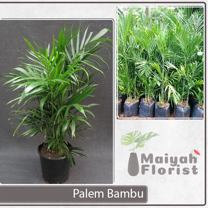 Jual Tanaman Hias Palem Bambu - Chamaedorea Cataractarum - Komodoria - Palm | Shopee Indonesia
