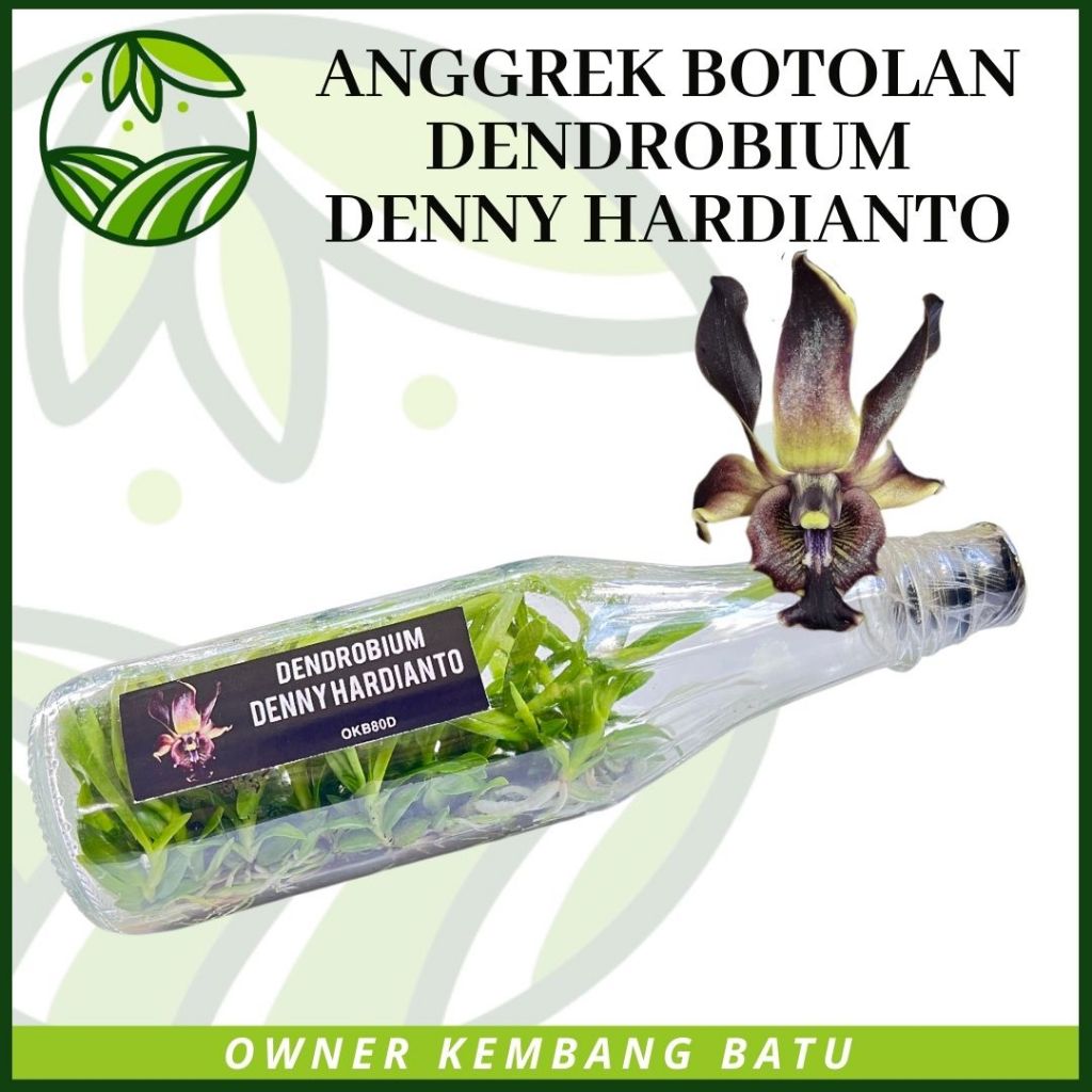 Jual Bibit Koleksi Anggrek Botol Dendrobium DENNY HARDIANTO | Shopee ...