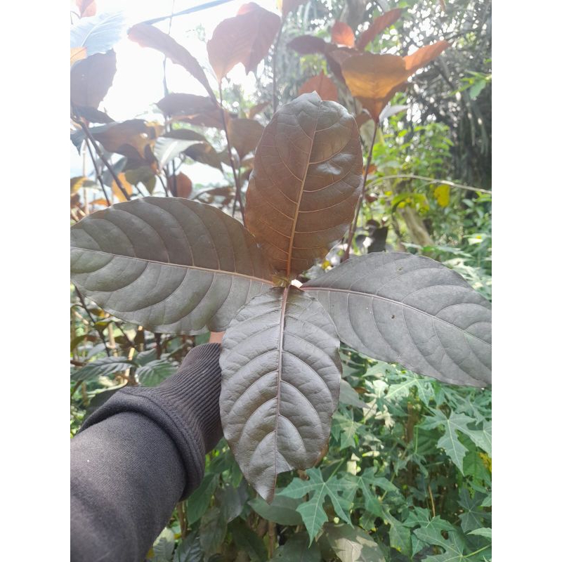 Jual Daun Handeuleum Segar 200 Gram Atau Daun Ungu | Shopee Indonesia