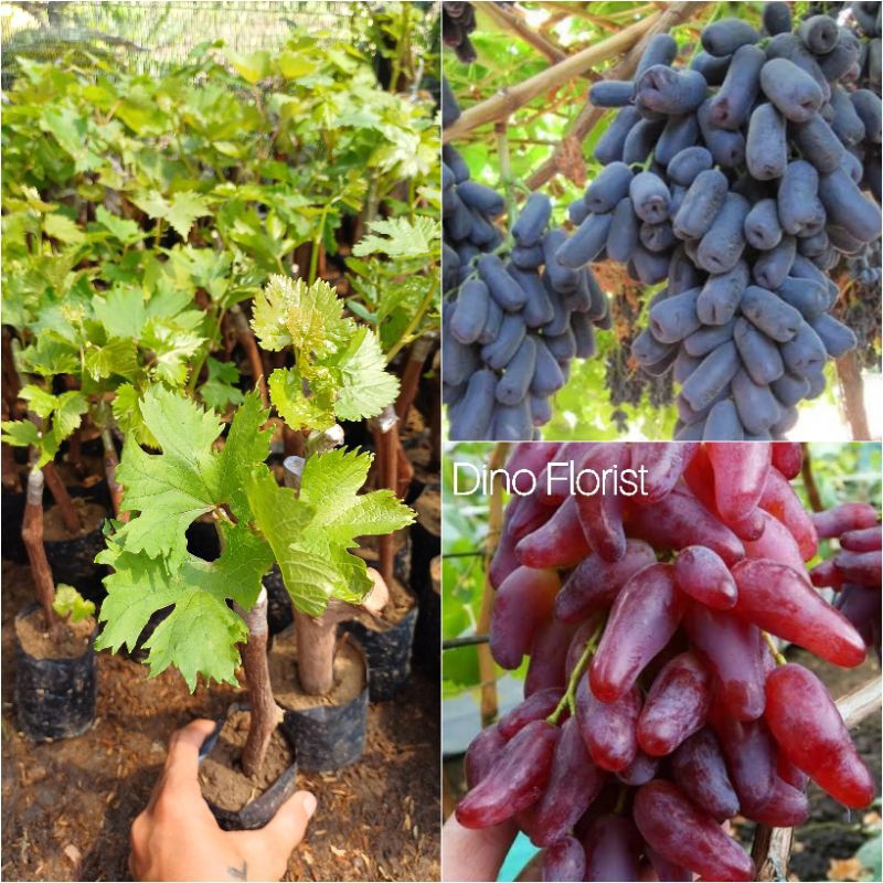 Jual Bibit Tanaman Buah Anggur Import Hasil Grafting Bermacam Macam ... Jual Bibit Tanaman Buah Anggur Import Hasil Grafting Bermacam Macam ...
