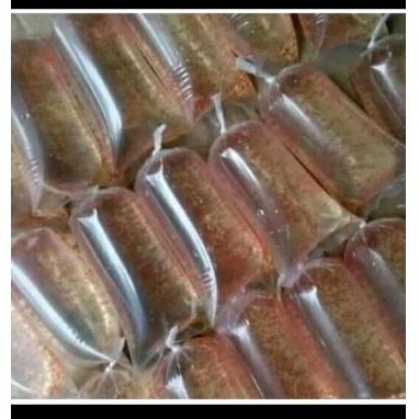 Jual TERMURAH kutu air raksasa DM Daphnia Magna kutu air pakan burayak ...