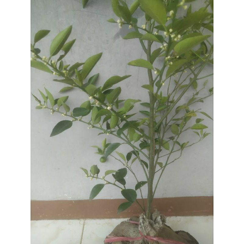 Jual Pohon Jeruk Limau Besar 1 meter Berbuah | Shopee Indonesia