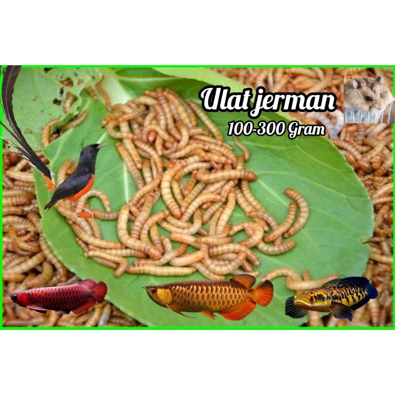 Jual ulat jerman pakan burung dan predator kesayangan anda berat ...