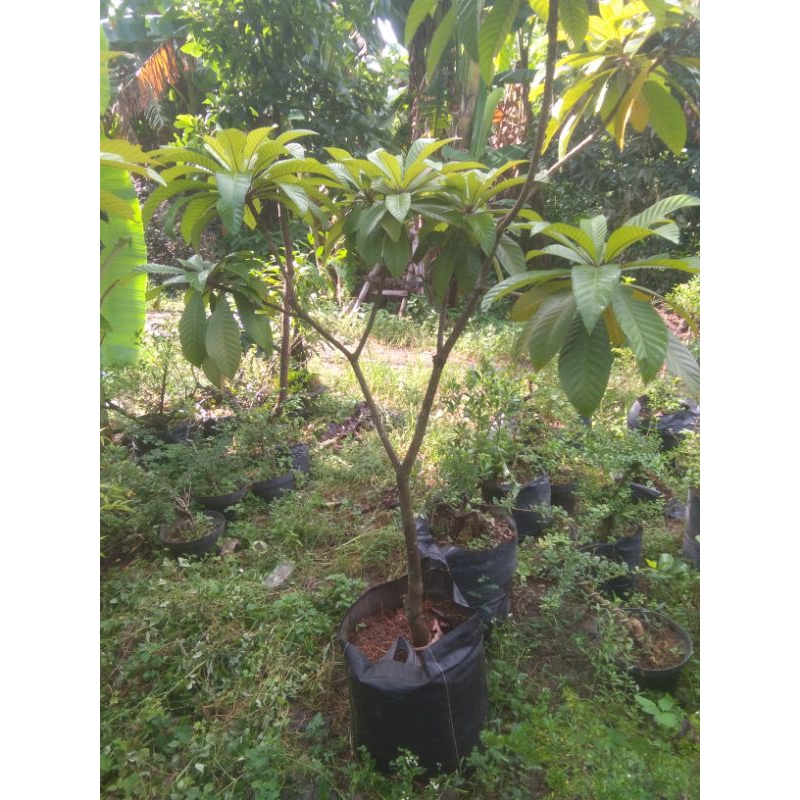 Jual mamey sapote magana super red sudah produktif tinggi 2 meter ...