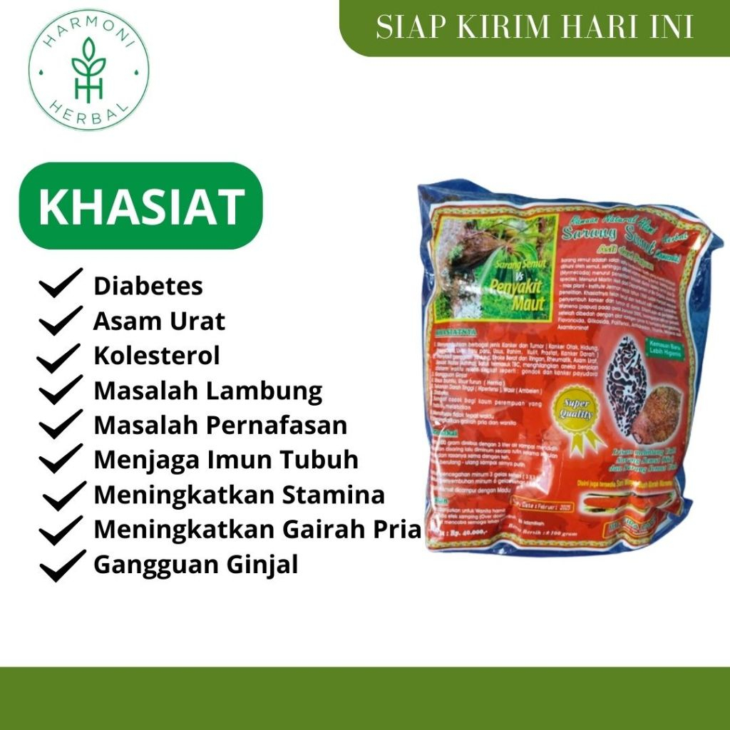 Jual Sarmut Sarang Semut Rebus Asli Papua Super Original Herbal Kanker ...