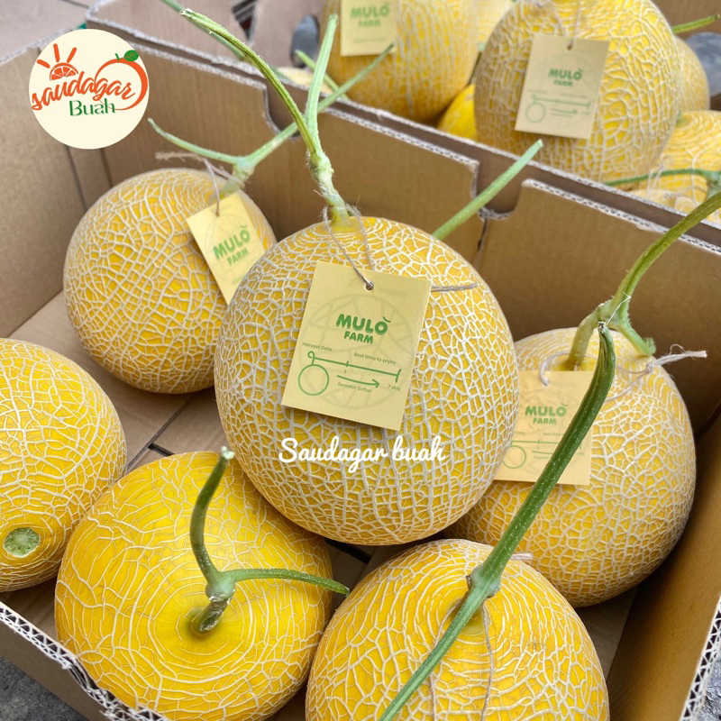 Jual BUAH MELON INTHANON BRIGT MANIS JUICY FRESH | Shopee Indonesia