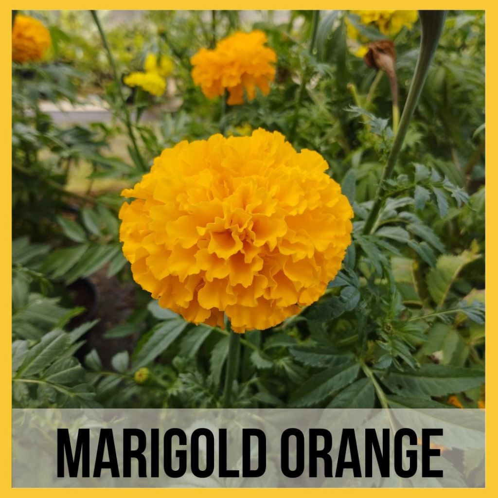 Jual Tanaman Hias Bunga Kenikir Marigold Orange Bunga Tahi Ayam/ Bibit ...