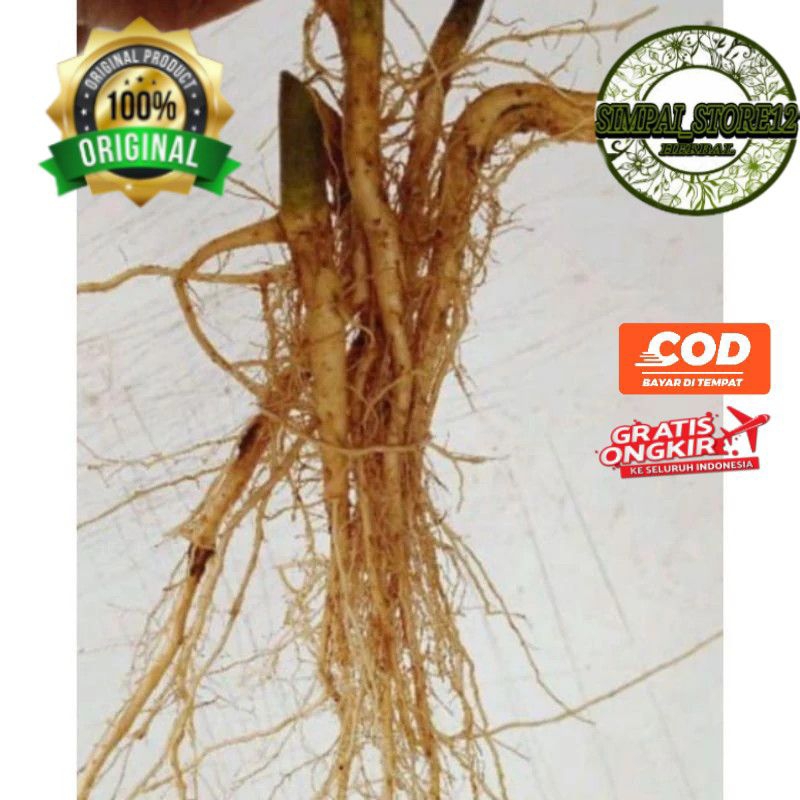Jual Jual Akar Sidagori 100 Gram Segar Akar Sadagori | Shopee Indonesia