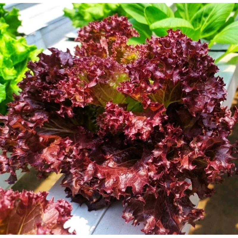 Jual ±180 Benih Bibit Selada Merah Olga Red Known You biji Sayuran ...