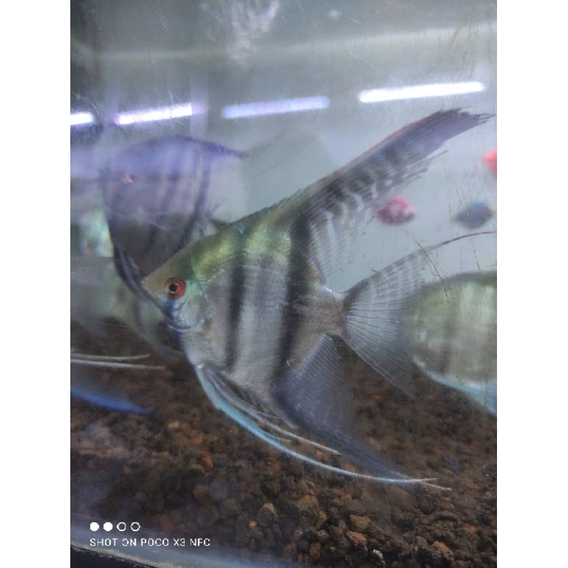 Jual HIASAN AQUARIUM MANFISH ALTUM SIZE XL | Shopee Indonesia