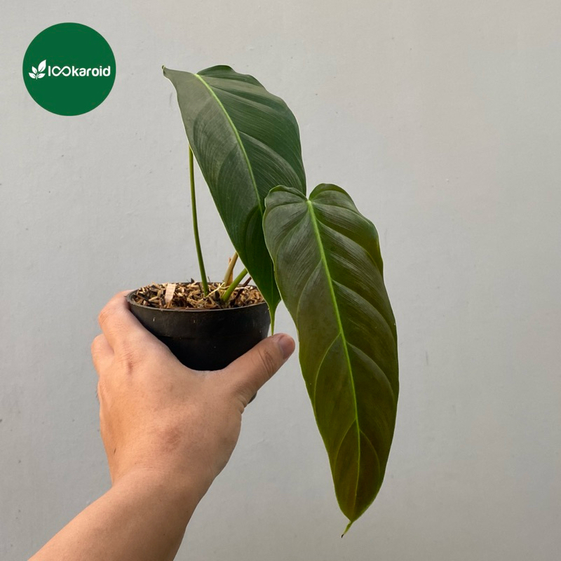 Jual Tanaman Hias Philodendron Esmeraldense / Philo Esme | Shopee Indonesia