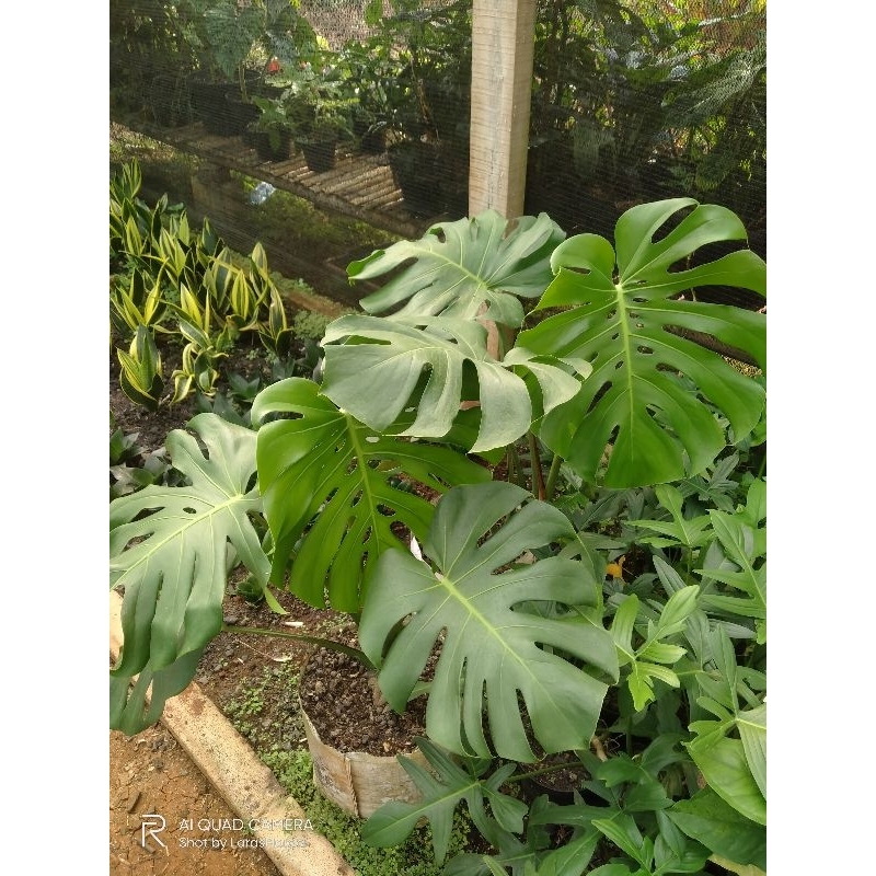 Jual Tanaman Hias Monstera King Daun Jumbo/ Tanaman Hias Monstera King ... Jual Tanaman Hias Monstera King Daun Jumbo/ Tanaman Hias Monstera King ...