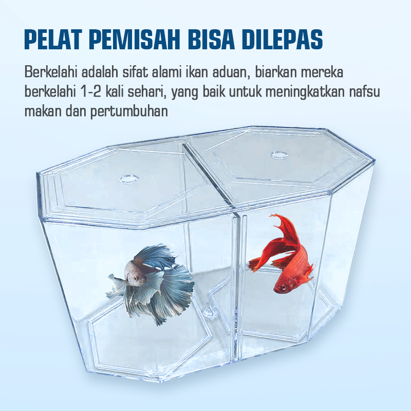 Jual Aquarium Mini Fish Tank Tangki Cupang Sekat Kotak Dual Betta Fish ...
