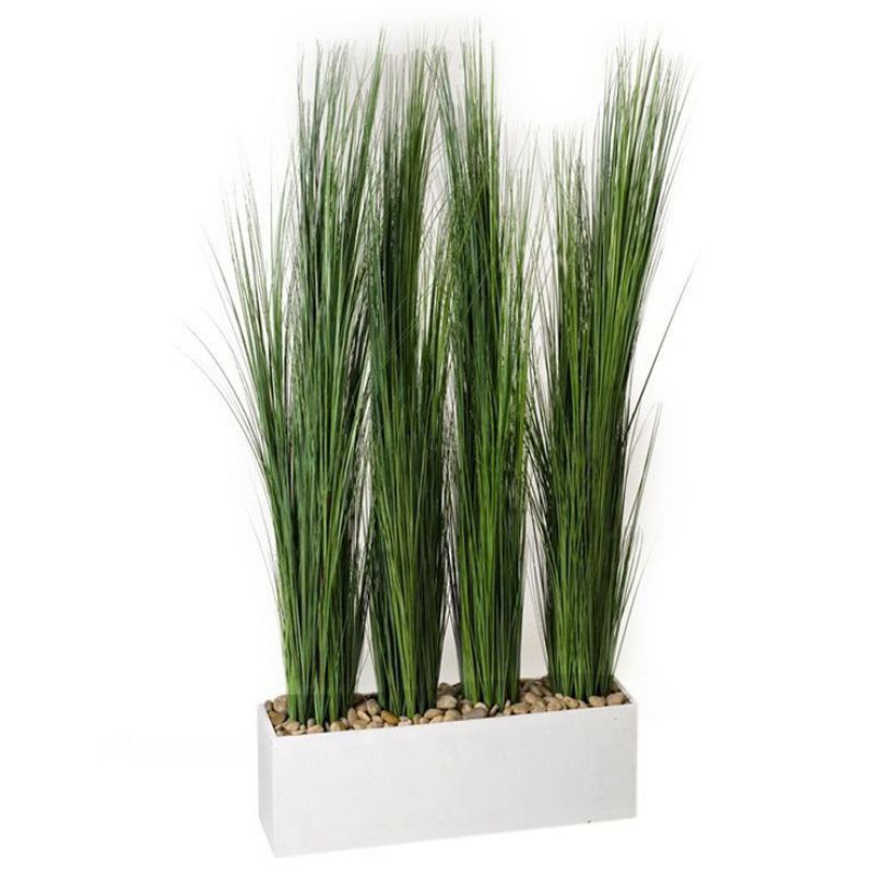 Jual tanaman hias bambu air mini - pohon lidi - lidian bambu air bibit ...