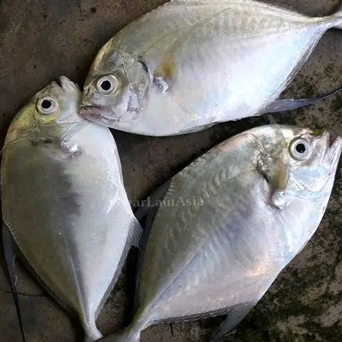 Jual Ikan Kuwe Segar 1Kg Ikan Kuwe Gepeng Ikan Kue | Shopee Indonesia