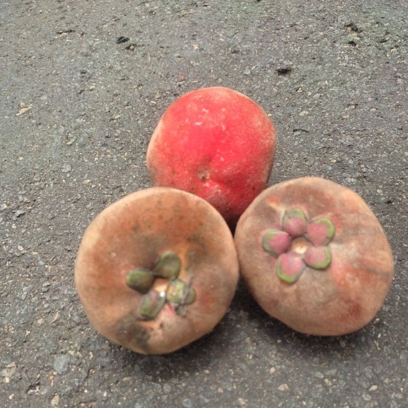 Jual Buah Bisbul(Apel bludru) buah mentega Merah Diospyros blancoi ...