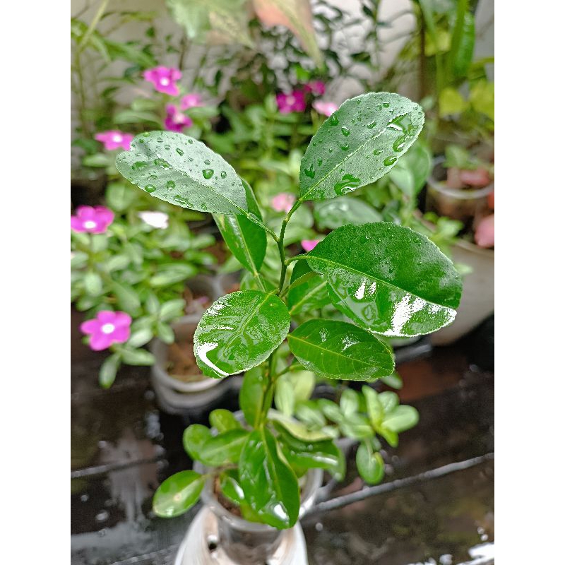 Jual pohon jeruk nipis / bibit tanaman jeruk nipis / tanaman herbal ... Jual pohon jeruk nipis / bibit tanaman jeruk nipis / tanaman herbal ...