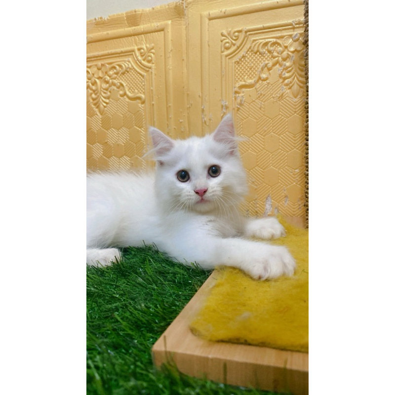 Jual kucing persian mix mainecoon all jantan kitten | Shopee Indonesia