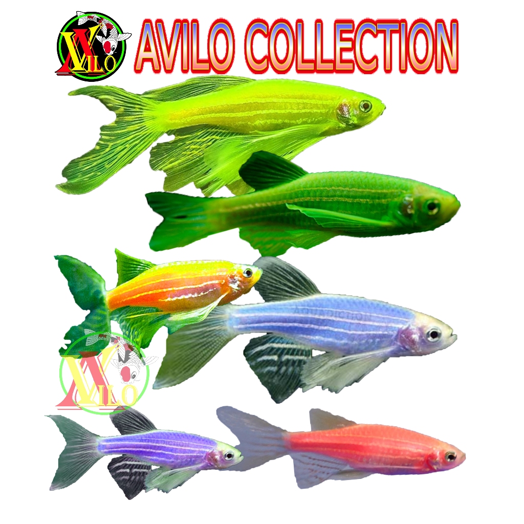 Jual ikan hias aquascape danio slayer glow fish ukuran kecil warna ...