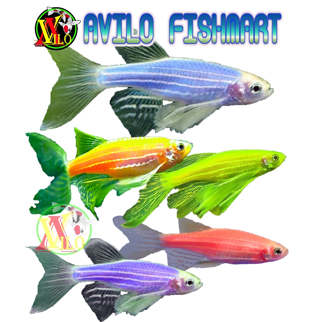Jual ikan hias danio slayer ekor panjang glow fish ukuran kecil warna ...