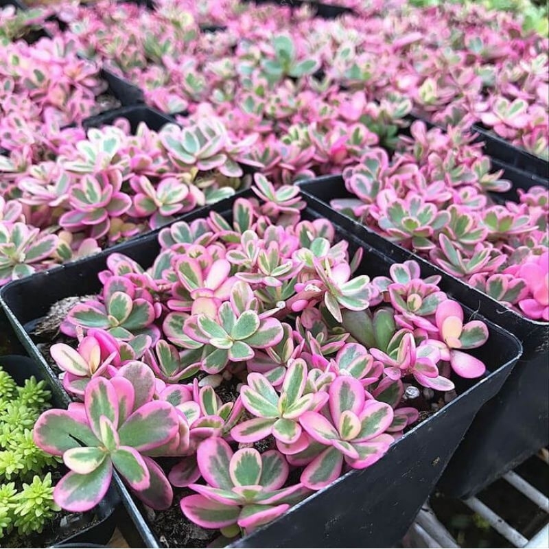Jual TANAMAN HIAS SUTRA BOMBAY VARIEGATA - TANAMAN BUNGA PORTULACA PINK ...