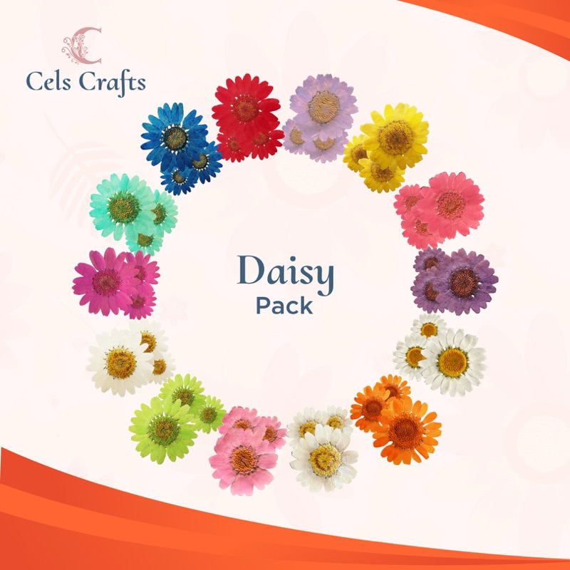 Jual [Pack] Pressed Flower Daisy - Bunga Daisy Kering Asli Warna Warni ...