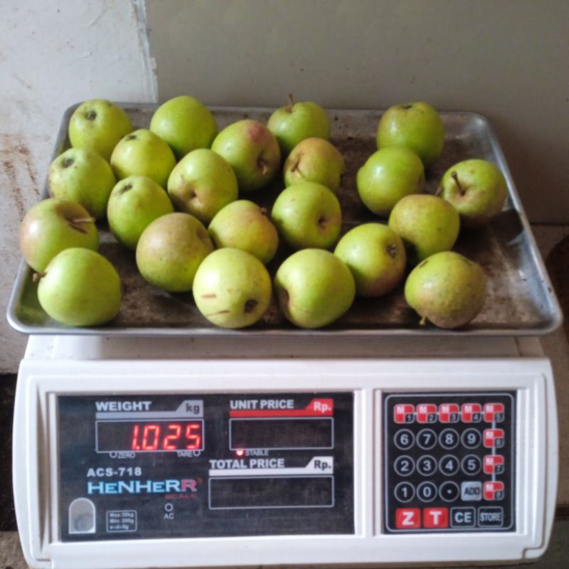 Jual Apel TANGGUNG 1 kg asli kota Batu Malang | Shopee Indonesia