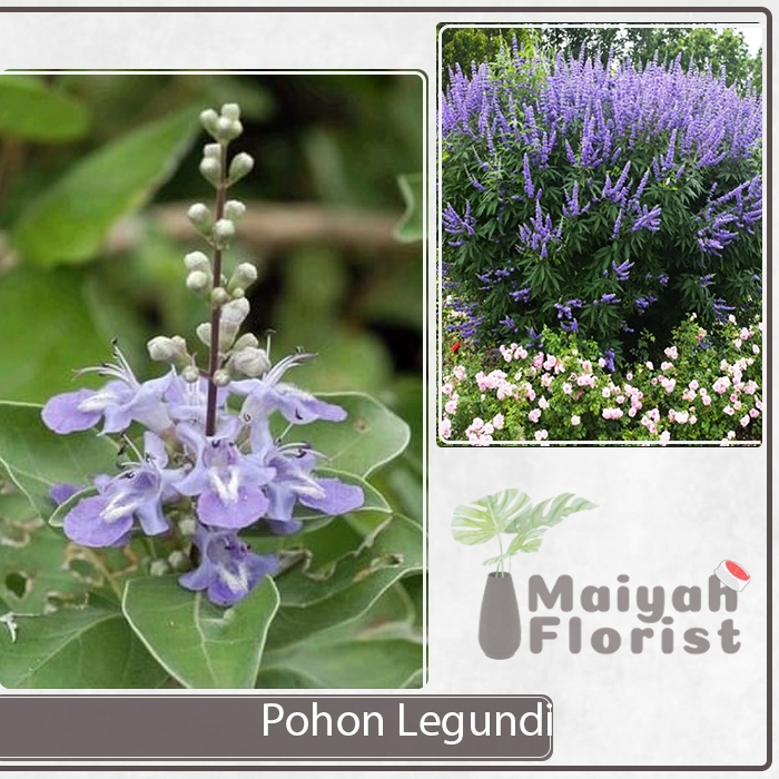 Jual Bibit Tanaman Hidup Herbal Pohon Legundi - Vitex Trifolia ...