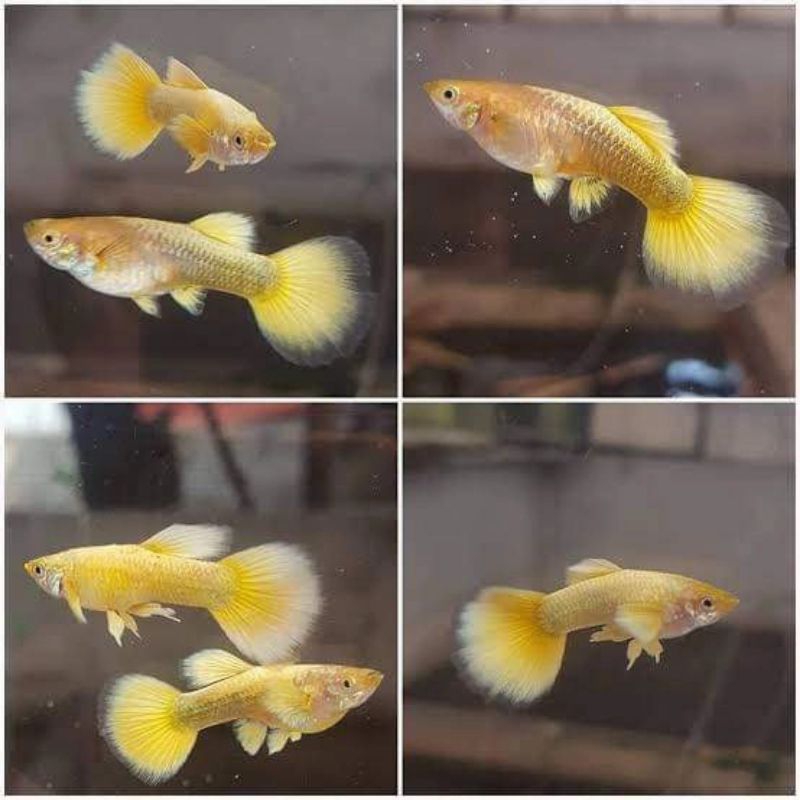 Jual ikan hias air tawar - GUPPY GOLD - pasangan | Shopee Indonesia