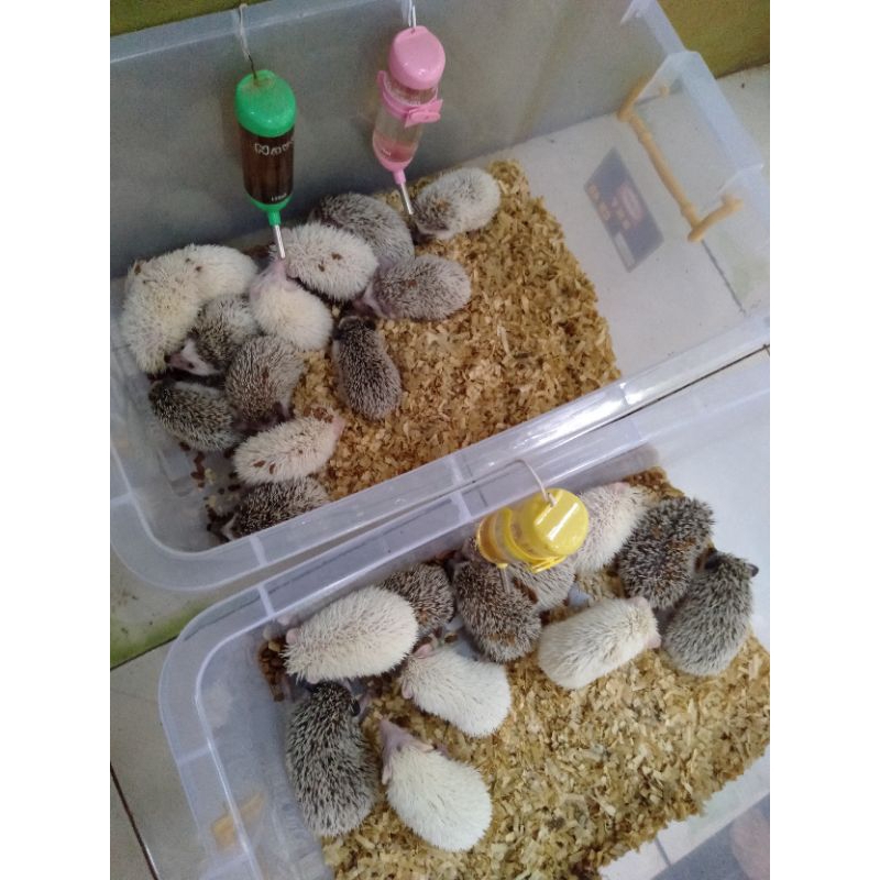 Jual Landak mini anakan + bonus | Shopee Indonesia