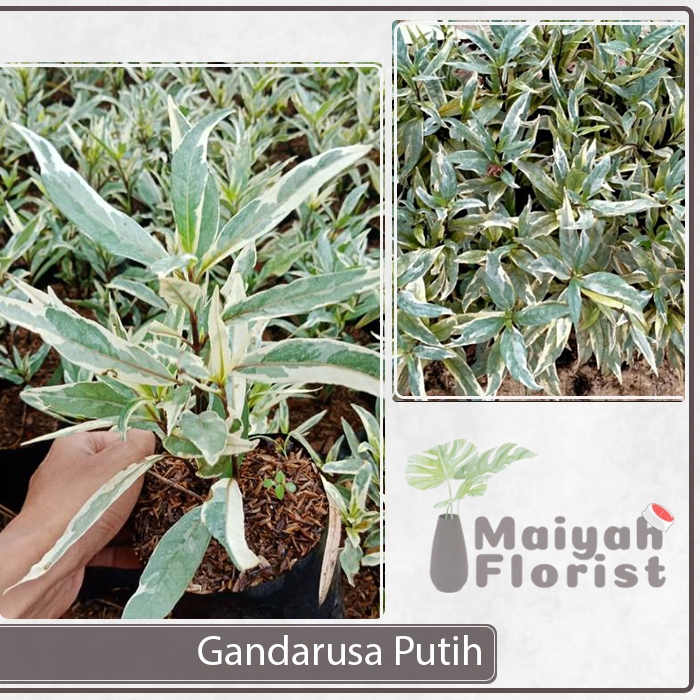 Jual Tanaman Herbal Gandarusa Variegata - Gandarusa Putih - Justicia ...