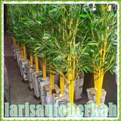 Jual bambu kuning bibit bambu kuning siap tanam | Shopee Indonesia