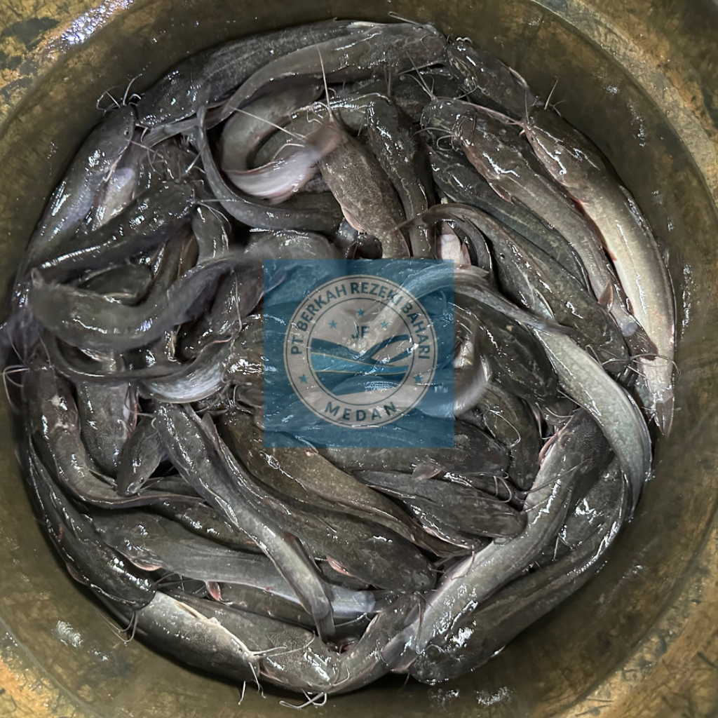 Jual Ikan Lele Per Kg Terlengkap & Harga Terbaru Juni 2026 | Shopee ...