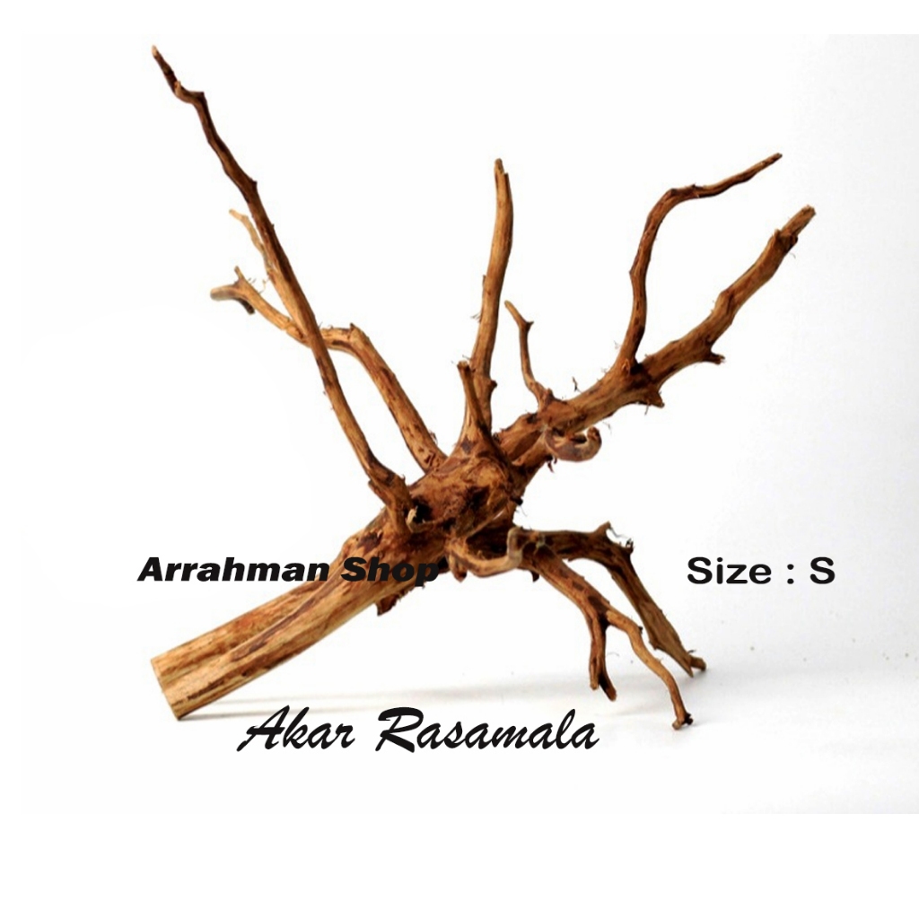 Jual Akar Rasamala ukuran S + Akar Dekorasi Aquarium Aquascape dekorasi ...