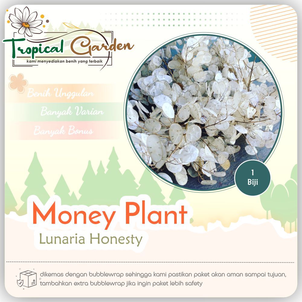 Jual Benih Bunga Money Plant Lunaria Biennis Import | Shopee Indonesia