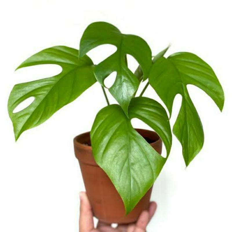 Jual tanaman hias monstera rhaphidophora pertusa | Shopee Indonesia