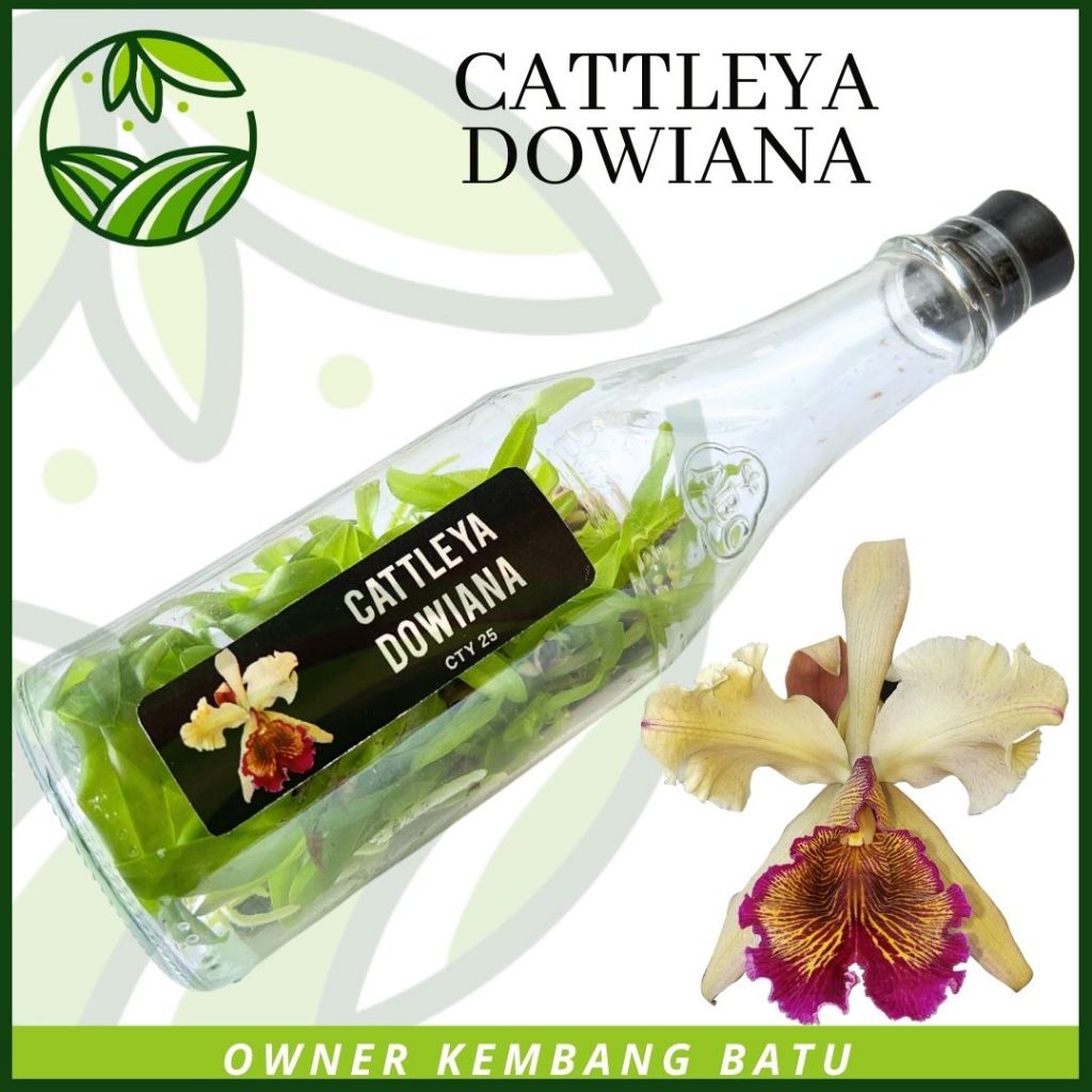 Jual Bibit Anggrek Botol Cattleya DOWIANA Bunga Besar Wangi Tanaman ...