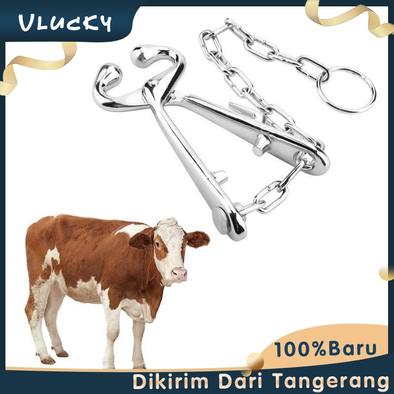 Jual Alat Tindik Hidung Tang Penjepit Hidung Sapi Klip Sapi Alat Tarik ...
