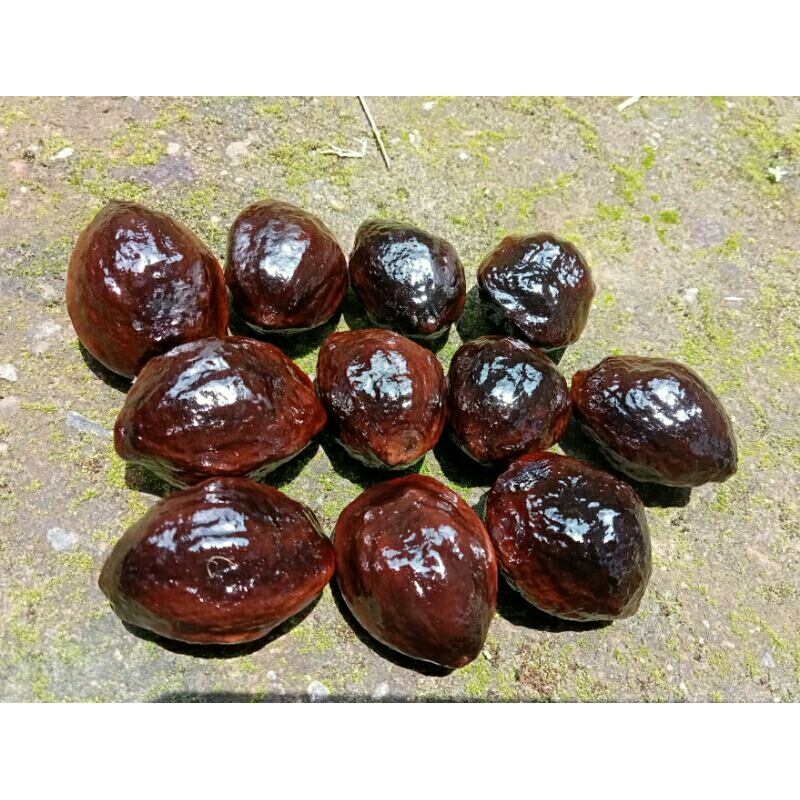 Jual Muncang Adu Nyonyo Ori (sudah dicuka) | Shopee Indonesia