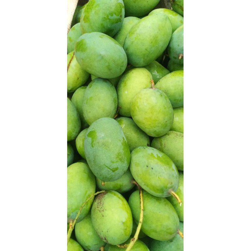 Jual MANGGA KWENI FRESS1KG | Shopee Indonesia