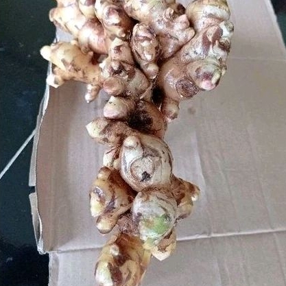 Jual Jahe gajah putih jahe jumbo per 500kg | Shopee Indonesia