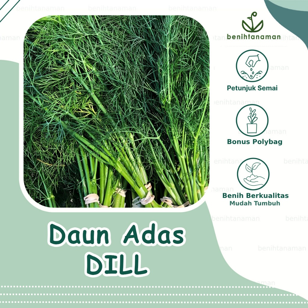 Jual 10 Biji - Benih Daun Adas Herbal Dill Bouquet | Shopee Indonesia