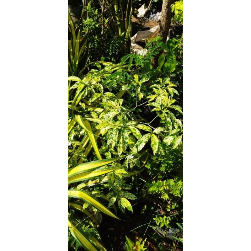 Jual Bunga Rombosa variegata tinggi 90cm | Shopee Indonesia