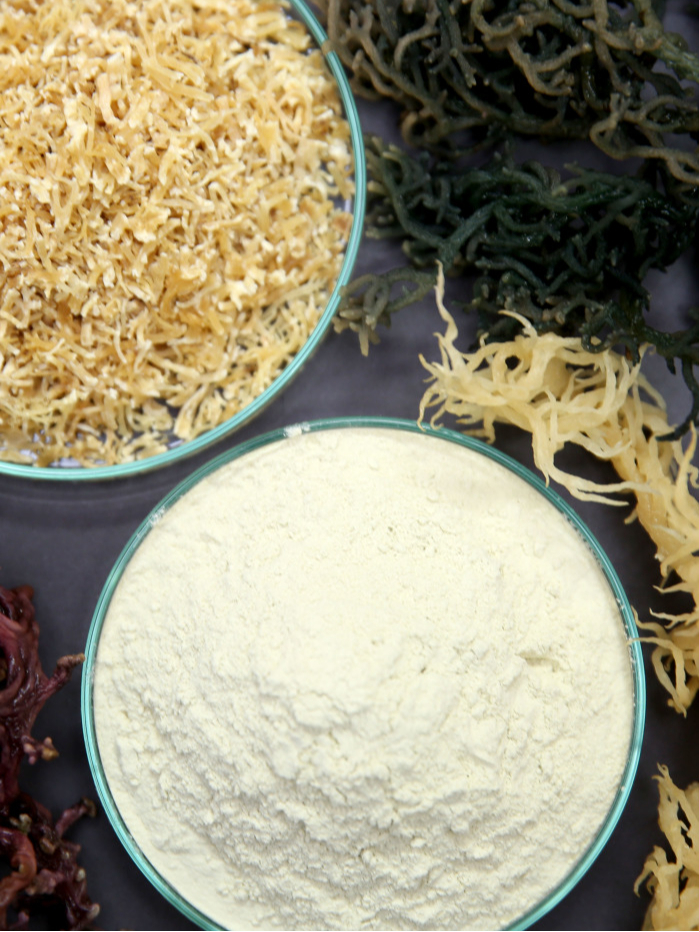 Jual Karagenan 100 gram | Ocean OCF – 01 | Carrageenan Powder ...