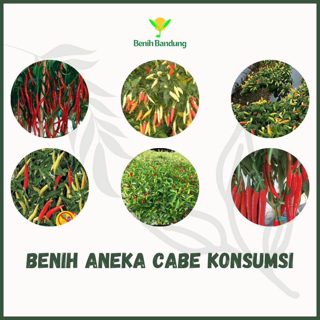 Jual Aneka Bibit Cabe Lengkap Benih Cabai Konsumsi | Shopee Indonesia