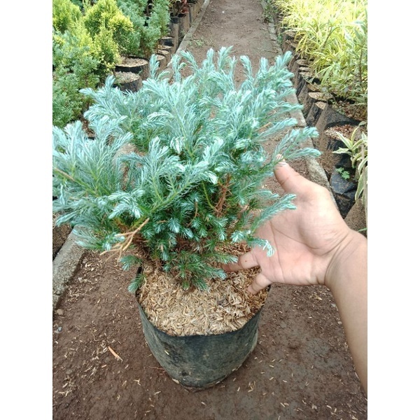 Jual Tanaman hias Juniperus Squamata - Blue Star - Flaky Juniper ...